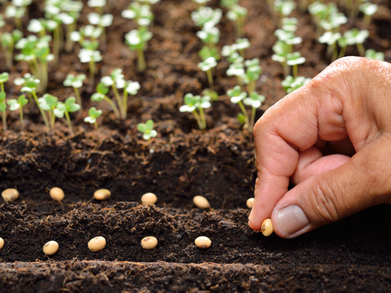 We need to preserve seeds to ensure food security | SAFE – Safe Food ...