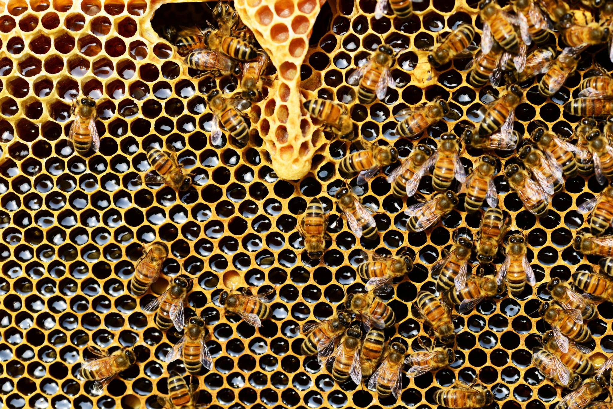 Fake honey production on the rise | SAFE – Safe Food Advocacy Europe